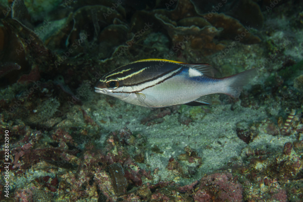 Scolopsis bilineata, Bridled Monocle Bream. Stock Photo | Adobe Stock