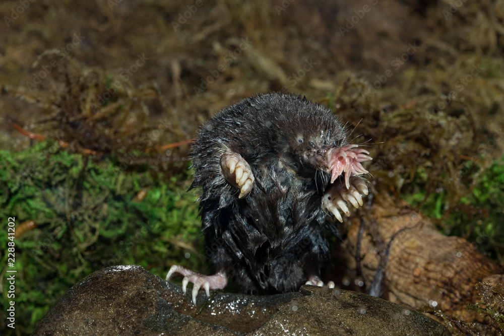 Star Nosed Mole Eating