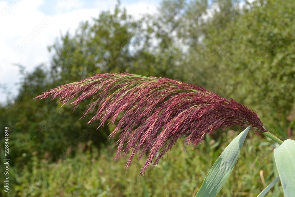 Phragmites Australis Flower