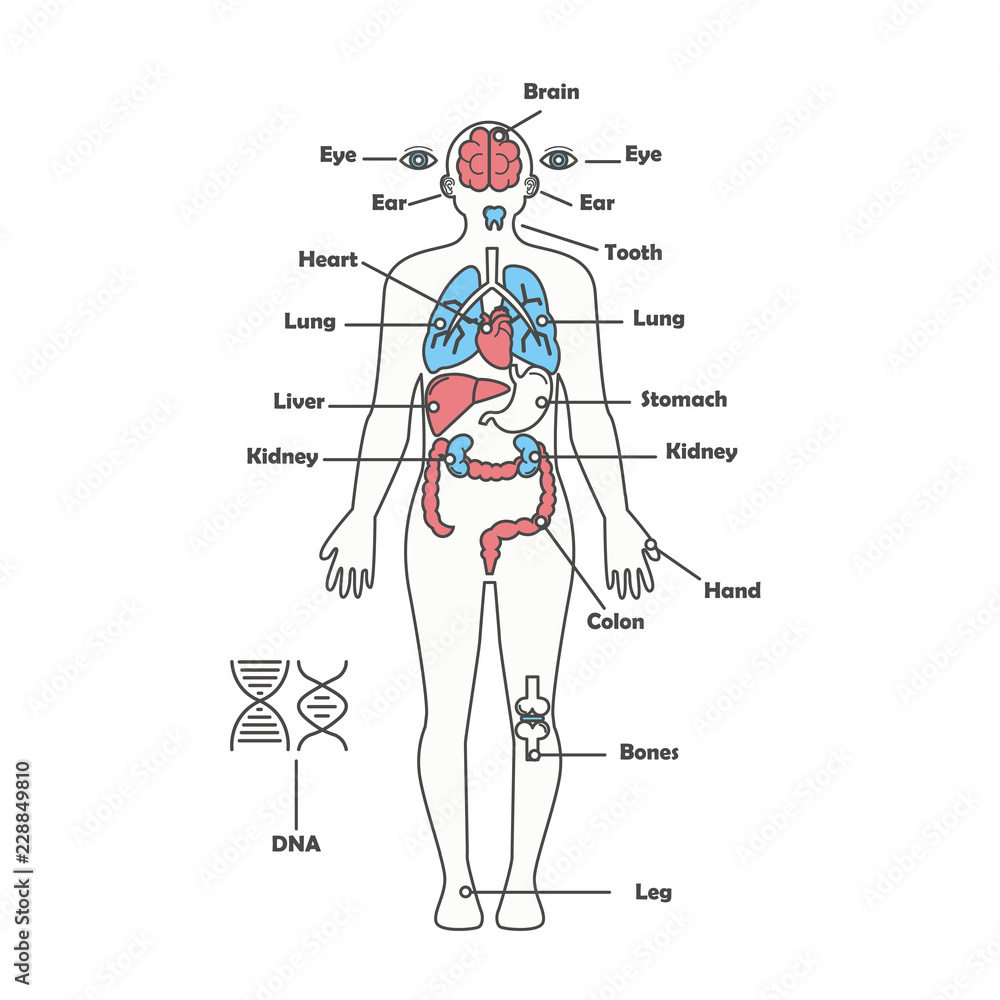 Male human anatomy body internal organs vector diagram Stock Vector ...
