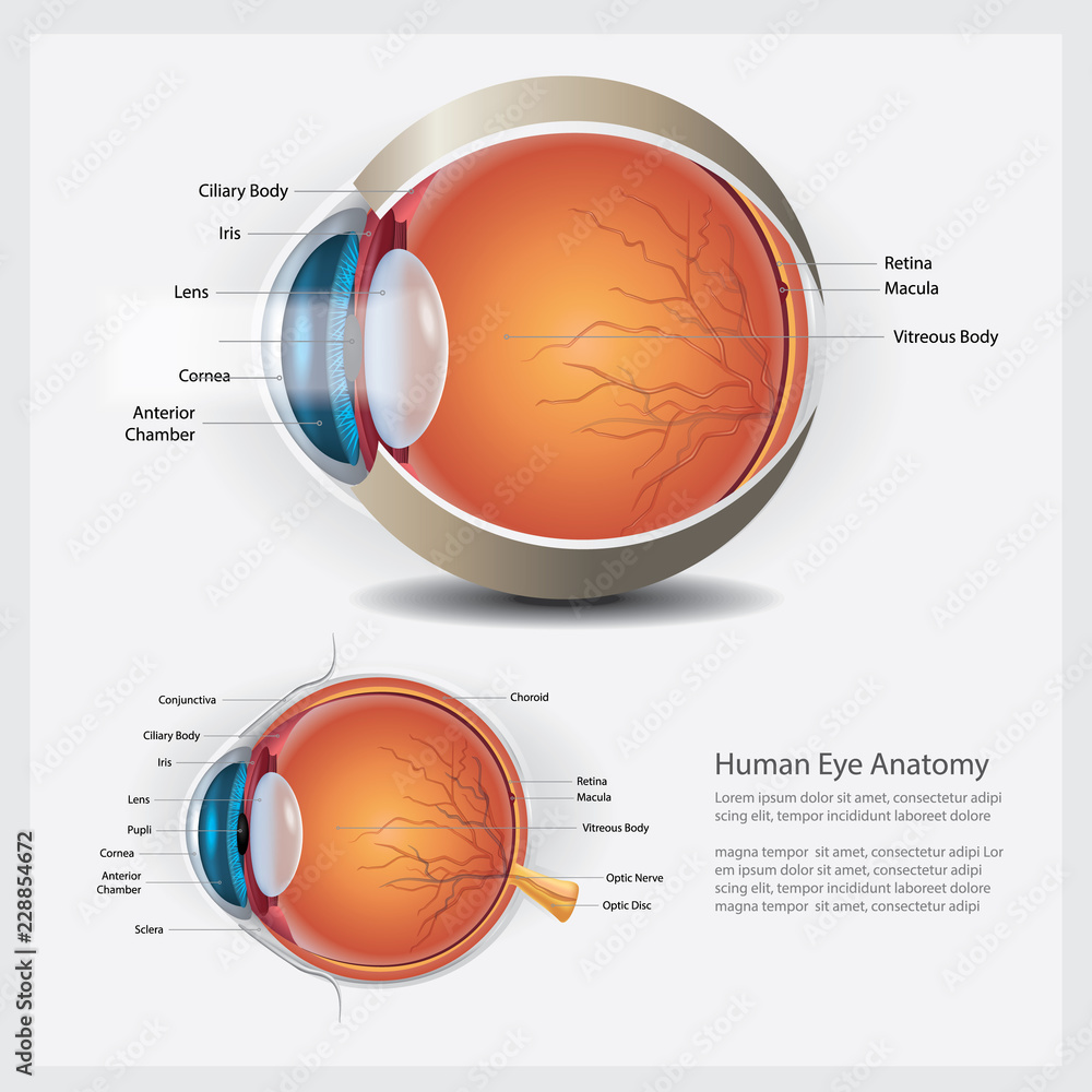 Human Eye Anatomy and Normal Lens Vector Illustration Stock Vector ...