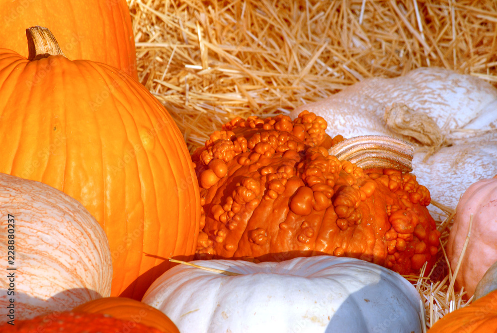 Details from a pumpkin patch in the early morning sunlight featuring ...
