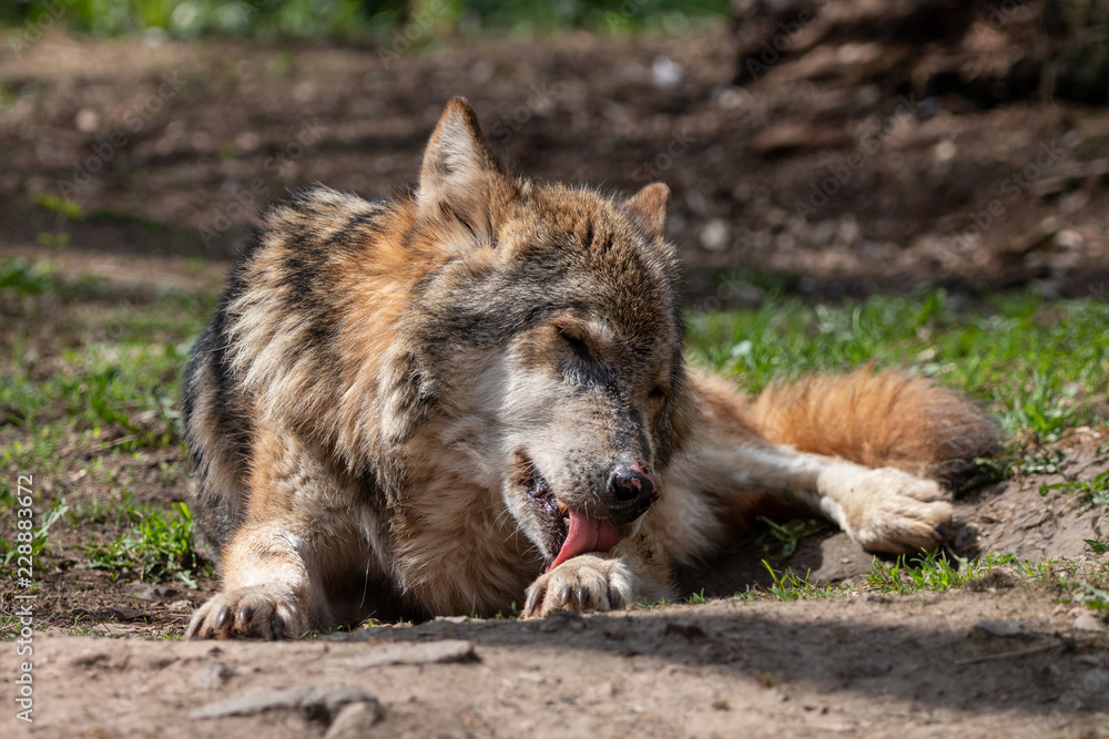 Timber Wolf Paw Print