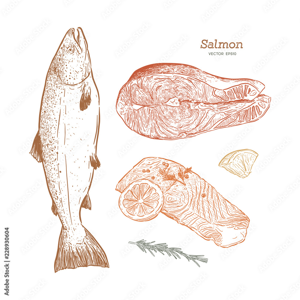 Ink sketch of salmon. Hand drawn vector illustration of fish Stock ...