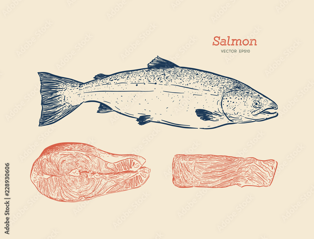 Ink sketch of salmon. Hand drawn vector illustration of fish Stock ...