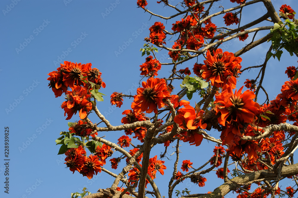 beautiful Flamboyant tree (Royal Poinciana or Delonix regia ) is a ...