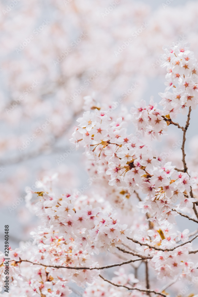 Beautiful cherry blossom or sakura in spring time over sky. Kawakuchiko ...