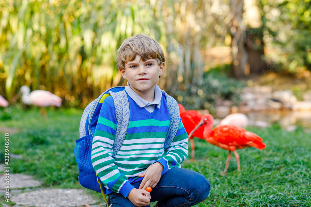 Little kid boy with backpack admire different birds like red and pink ...