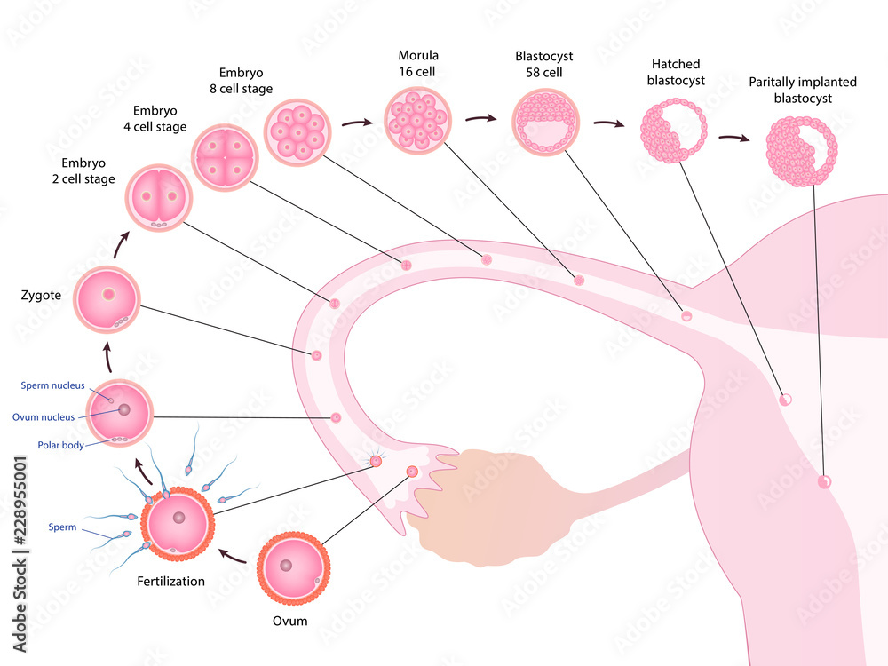 Human Ovulation And Fertilization