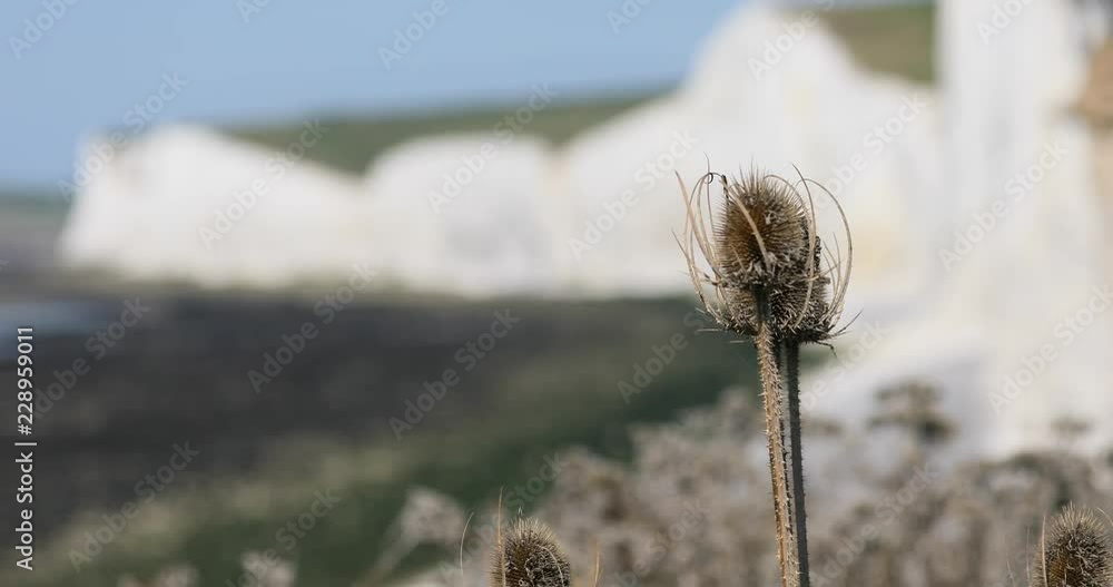 Scottish Thistle soft focus on White Cliffs of Dover. White Cliffs of ...