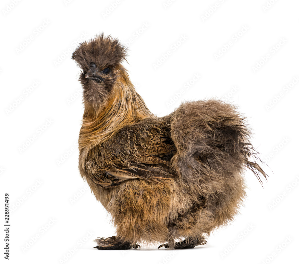 Silkie, sometimes spelled Silky, breed of chicken known for it's Stock ...