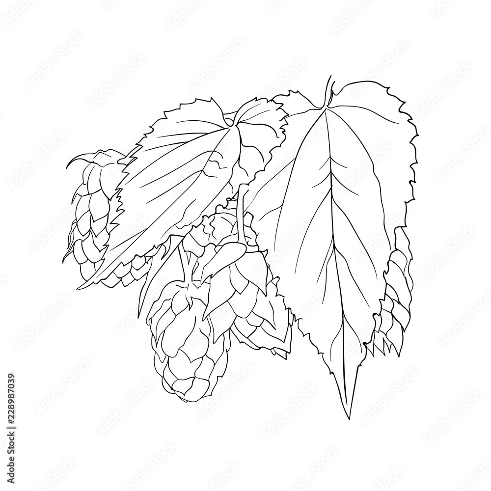 Vector Hop Plant Sketch, Outline Single Black Drawing Isolated. Stock ...