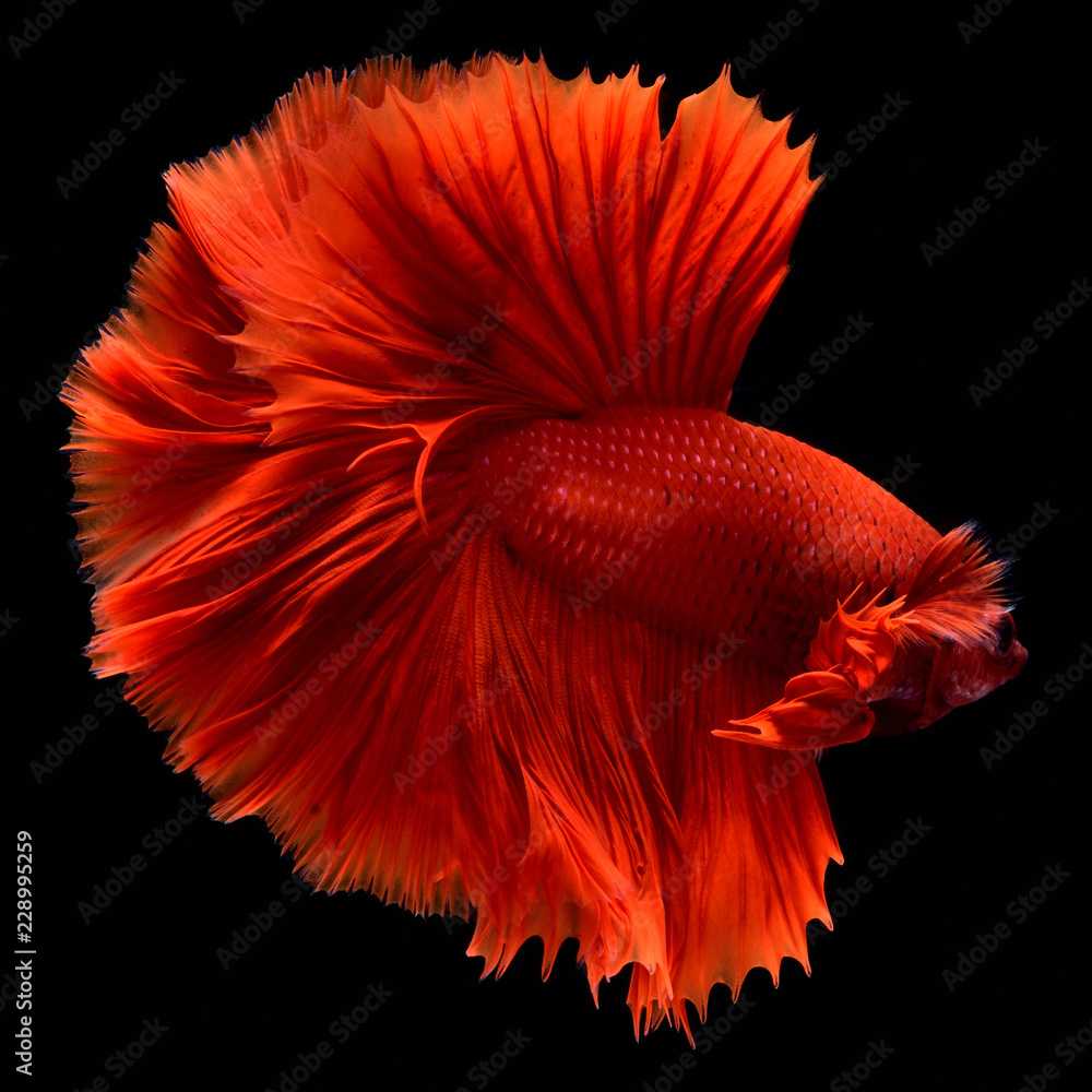 Red Betta Siamese fighting fish. Fins and tail like long skirts, half ...