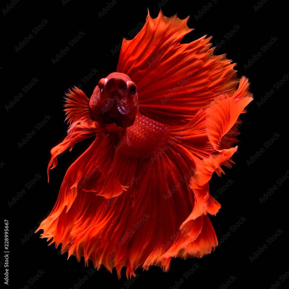 Red Betta Siamese fighting fish. Fins and tail like long skirts, half ...