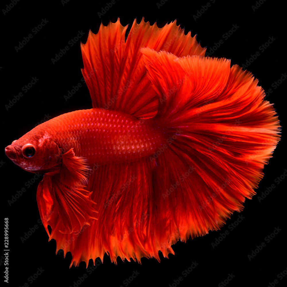 Red Betta Siamese fighting fish. Fins and tail like long skirts, half ...