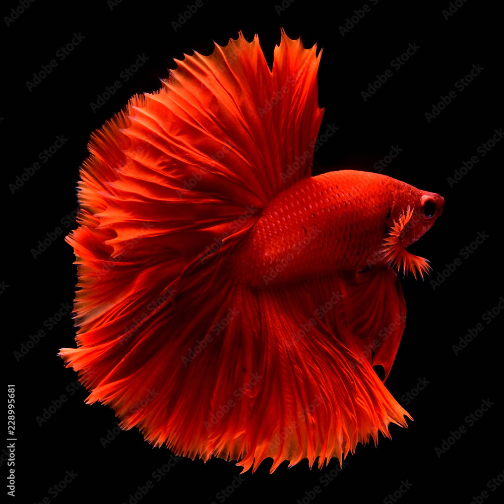 Red Betta Siamese fighting fish. Fins and tail like long skirts, half ...