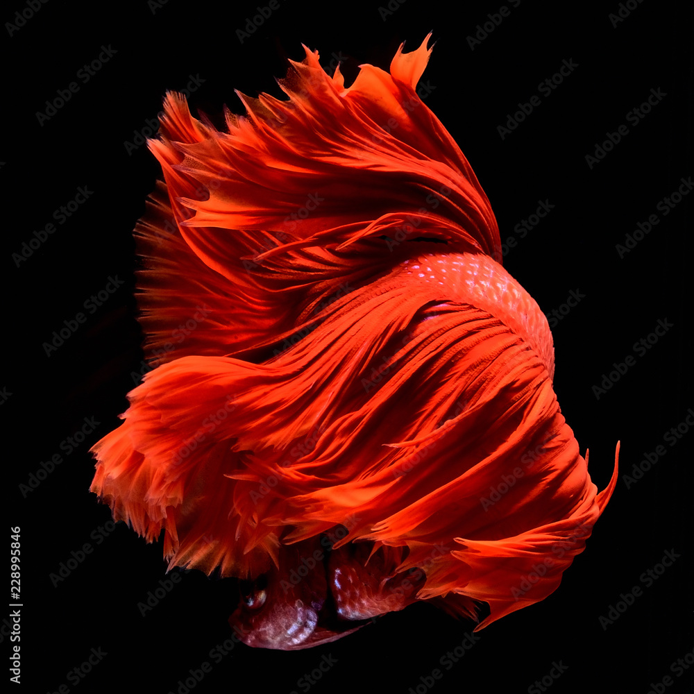 Red Betta Siamese fighting fish. Fins and tail like long skirts, half ...
