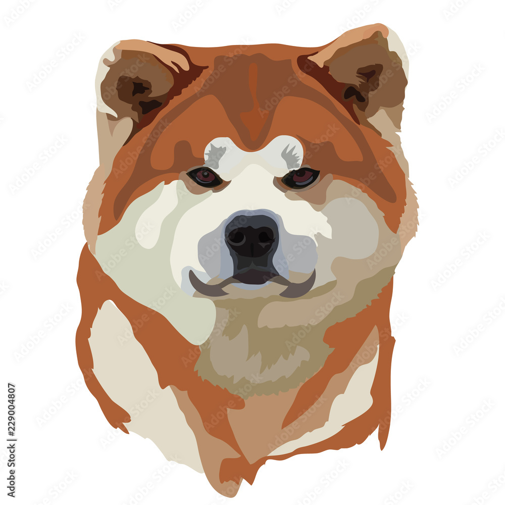 Portrait of standing in profile Akita Inu dog, vector colorful ...