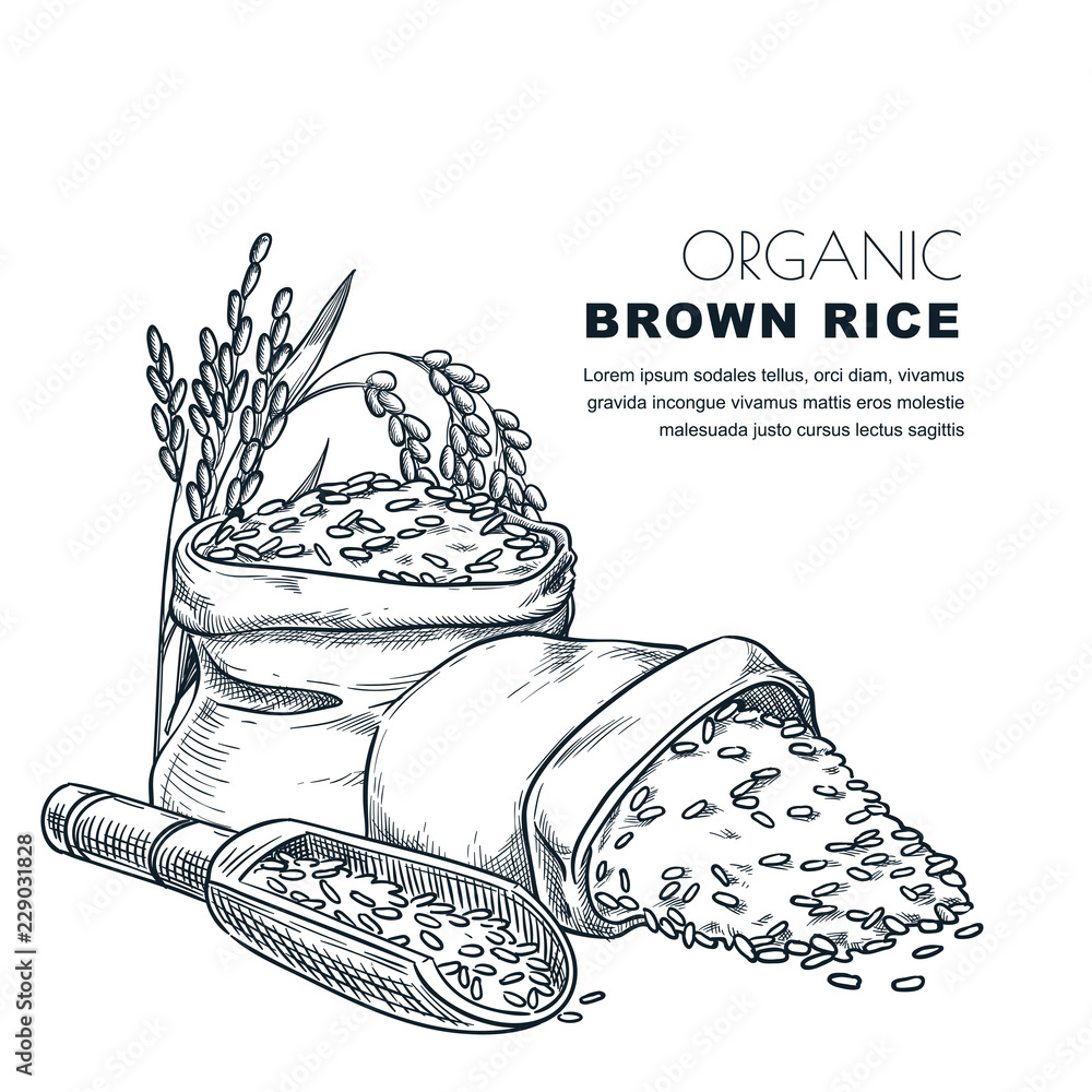 Rice label design template. Sketch vector illustration of cereal ears ...