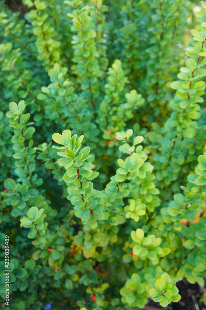 Berberis thunbergii erecta green plant vertical Stock Photo | Adobe Stock