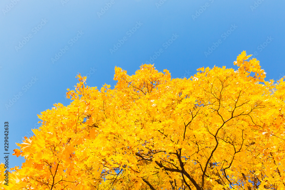 Trees With Yellow Maple Leaves