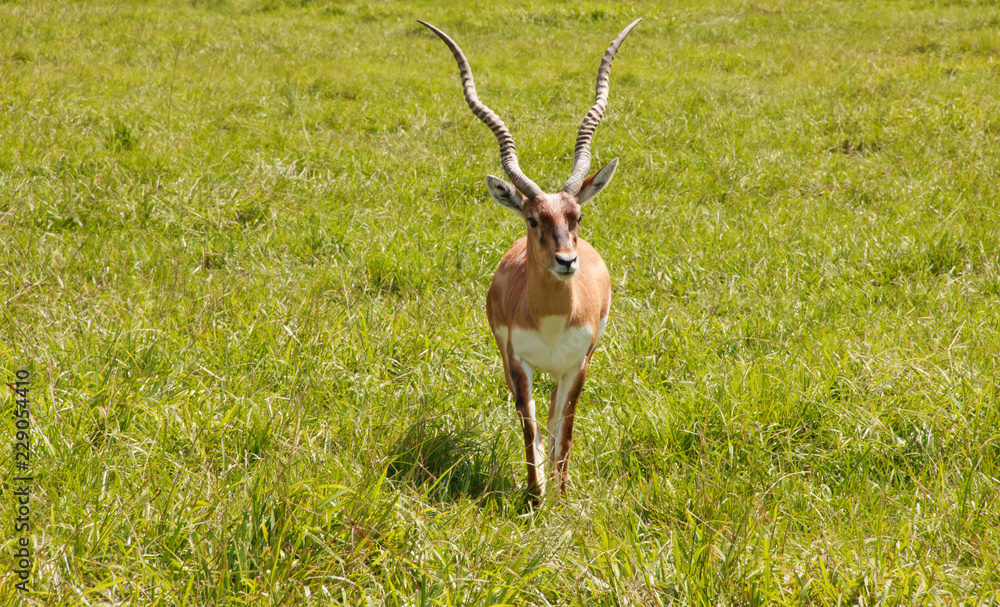 Female Blackbuck