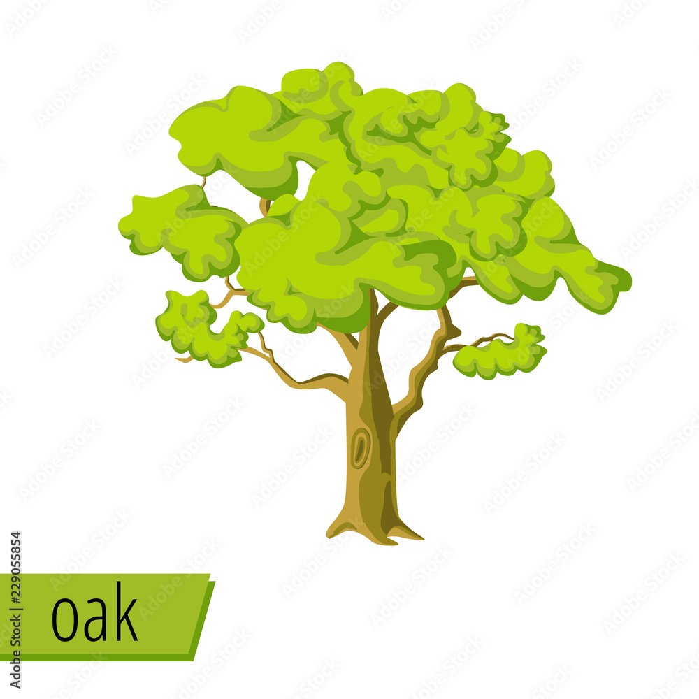 Flat vector oak tree. Isolated on white background Stock Vector | Adobe ...