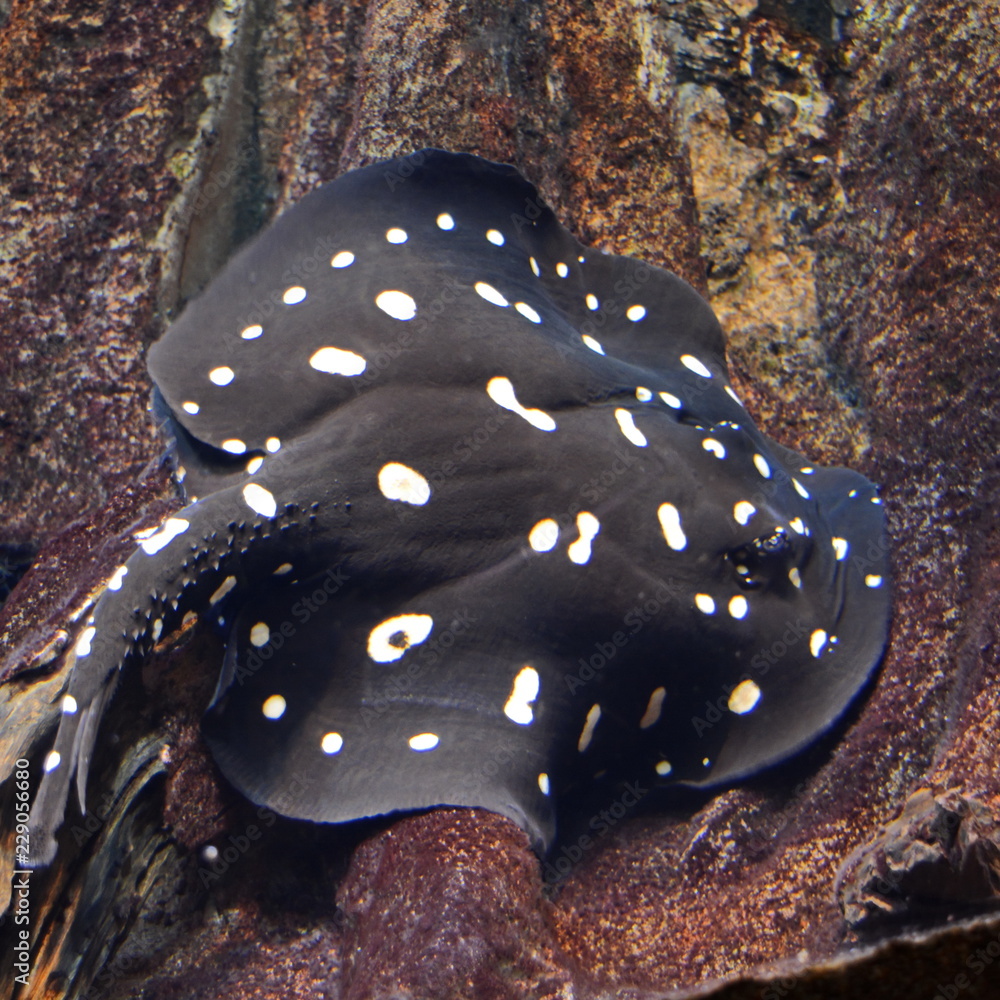 Freshwater Stingray