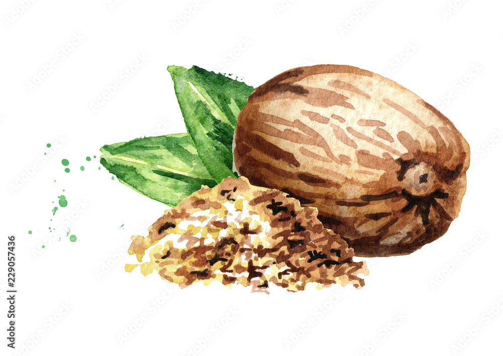 Nutmeg Illustration