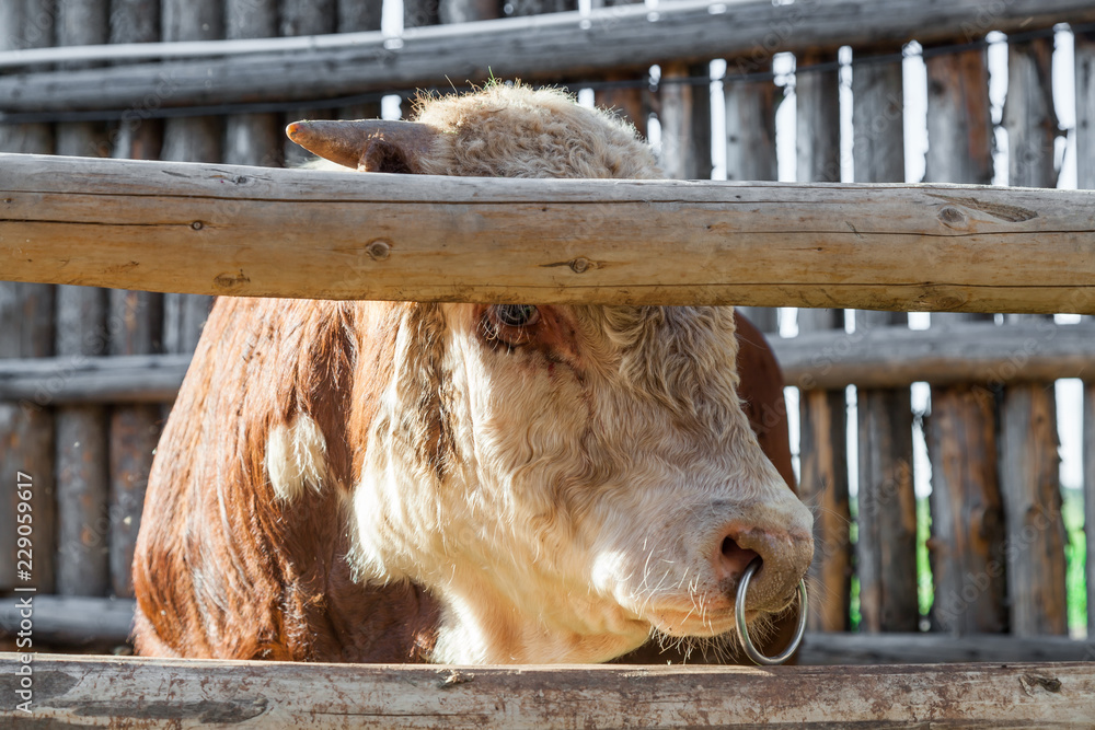Big bull with a ring in a nose Stock Photo | Adobe Stock
