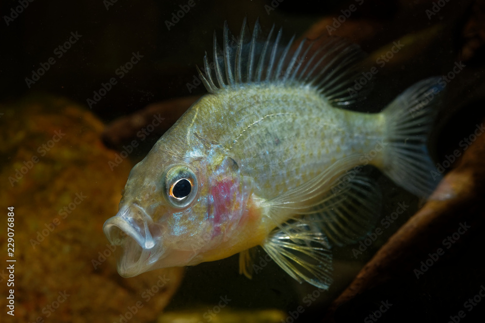 The pumpkinseed = Common Sunfish (Lepomis gibbosus) North American ...