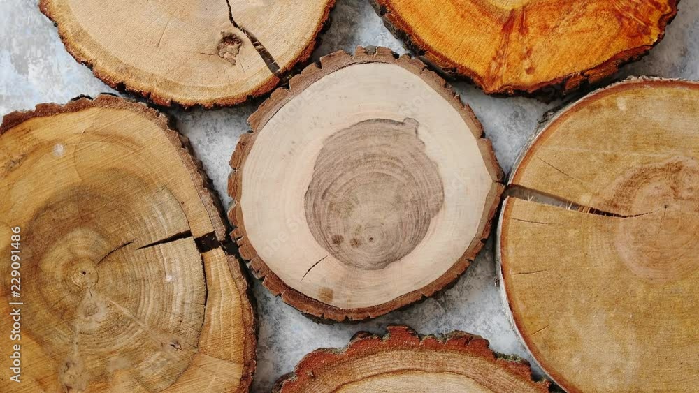 A few aged, cracked, wooden, circular tree section with rings and ...