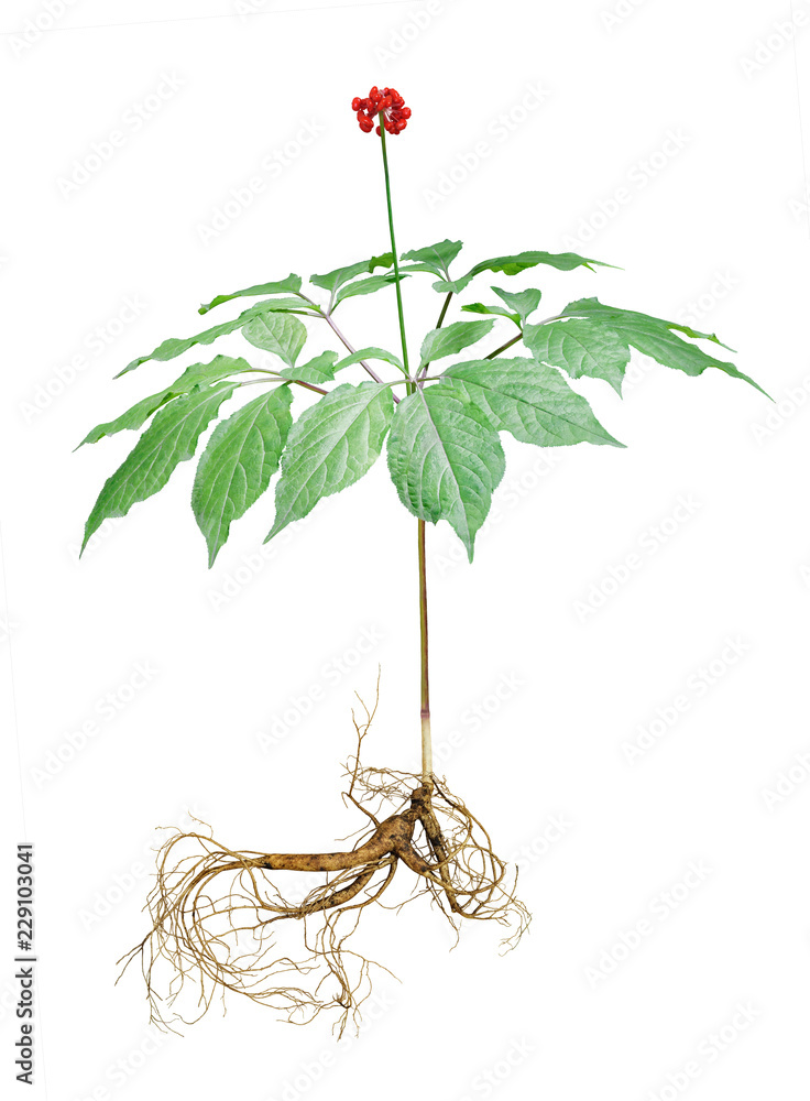 Foto de Korean wild root ginseng with berries. A close up of the wild ...