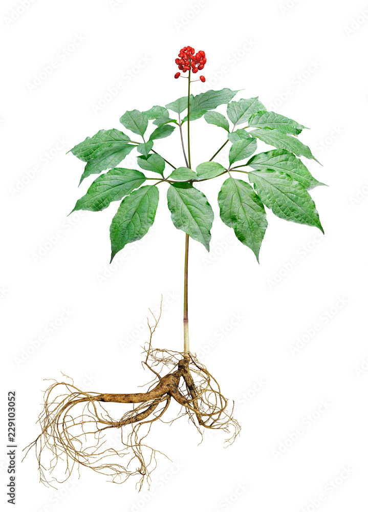 Korean Ginseng Plant