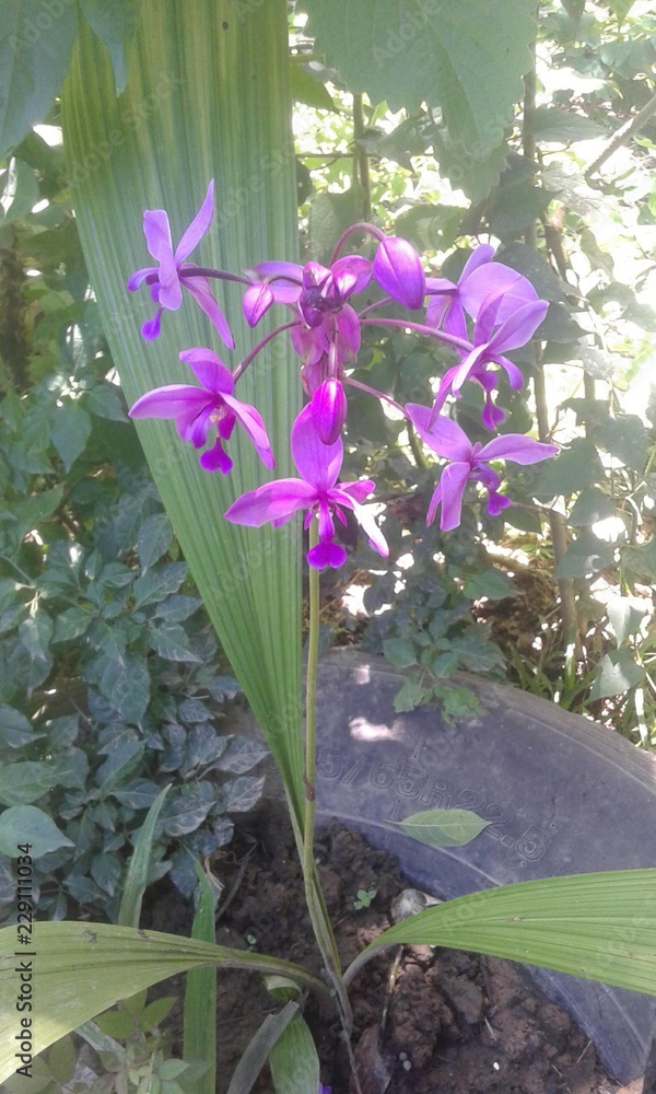Orquideas Moradas
