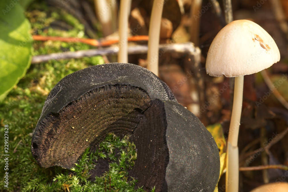King Alfred’s Cake fungus cut out showing concentric light and dark ...