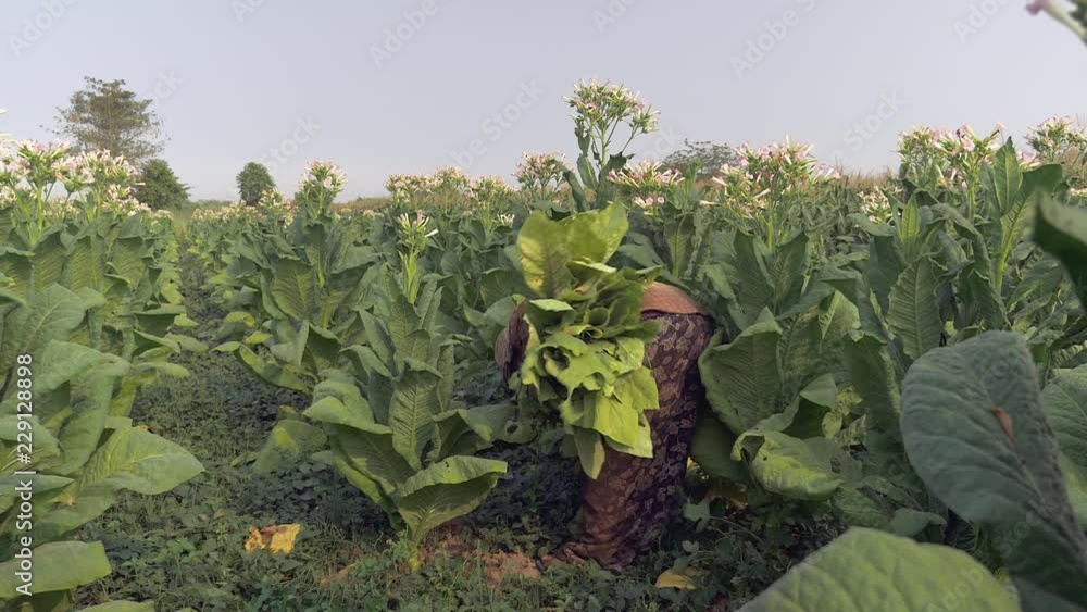woman farmer harvesting leaves starting on the bottom of the tobacco ...