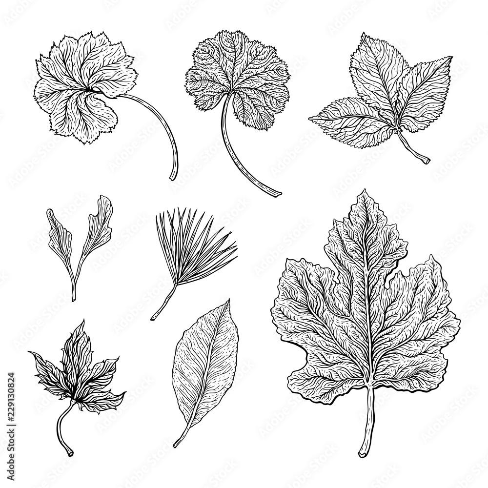 Types Of Leaf Outline Leaves Of Different Types Stock Vector Adobe Stock