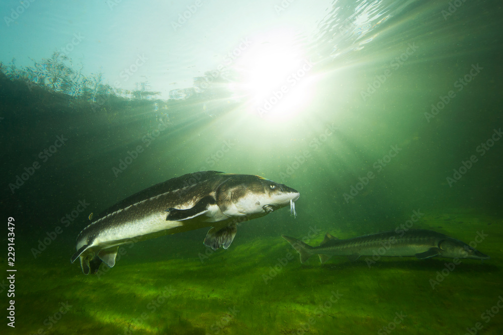Freshwater fish Russian sturgeon, acipenser gueldenstaedti in the ...