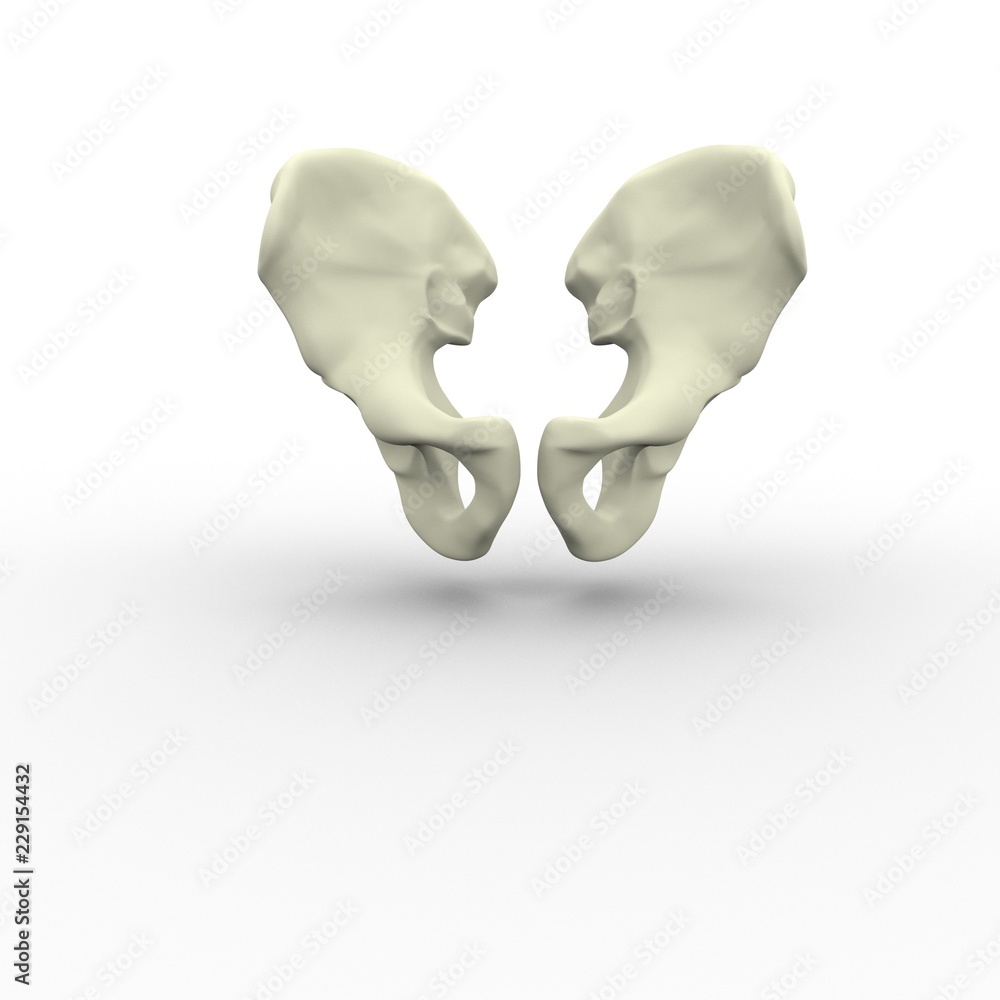 3d illustration of human body skeletal pelvis Stock Illustration ...