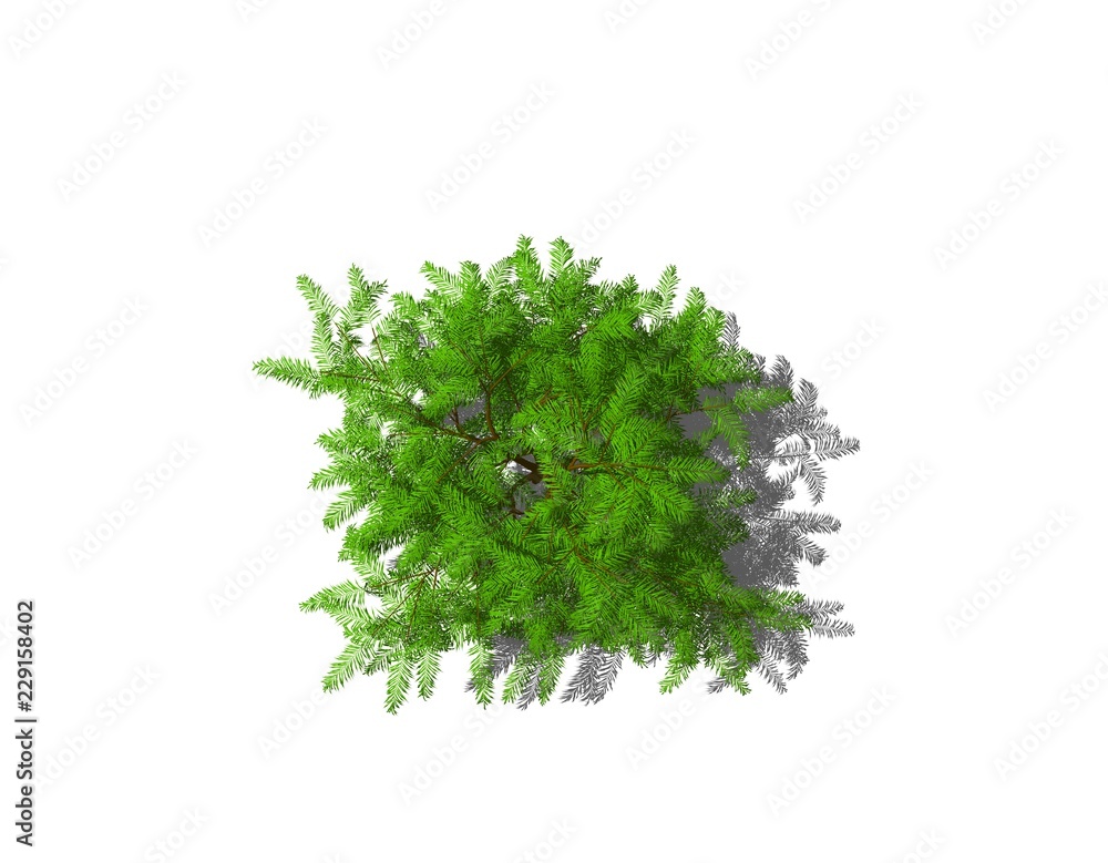 Albizia tree. Isolated on white background. Top view. Stock ...