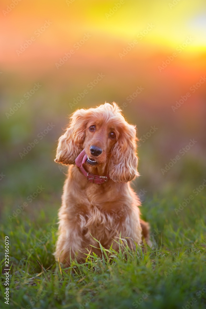 English Cocker Spaniel Field