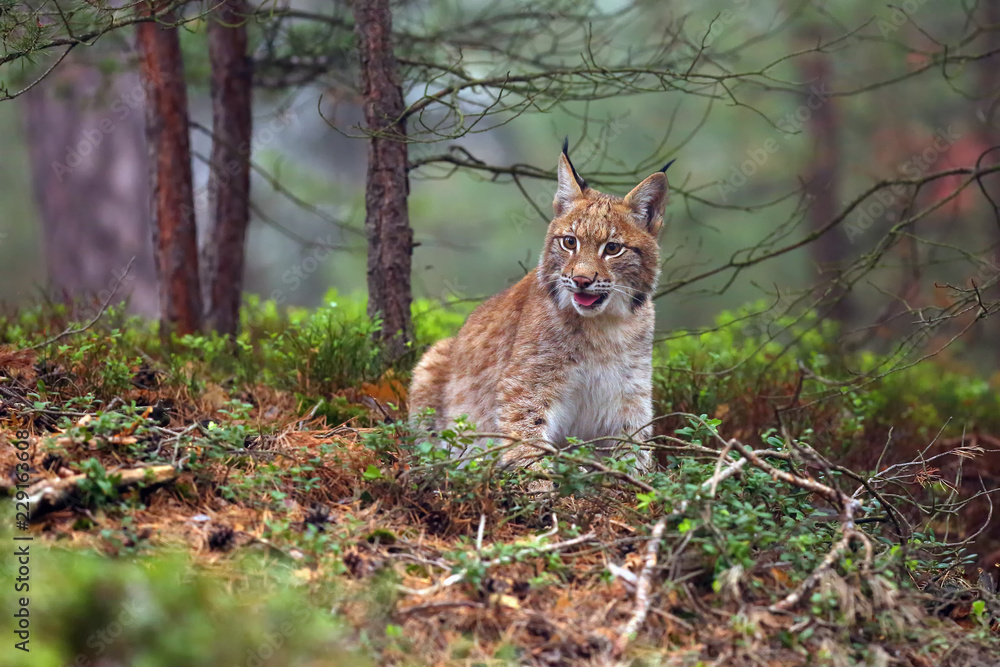 The Eurasian lynx (Lynx lynx), also known as the European lynx or ...