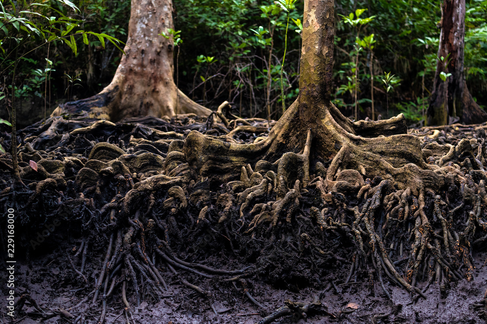 Mangrove tree roots in jungle Stock Photo | Adobe Stock