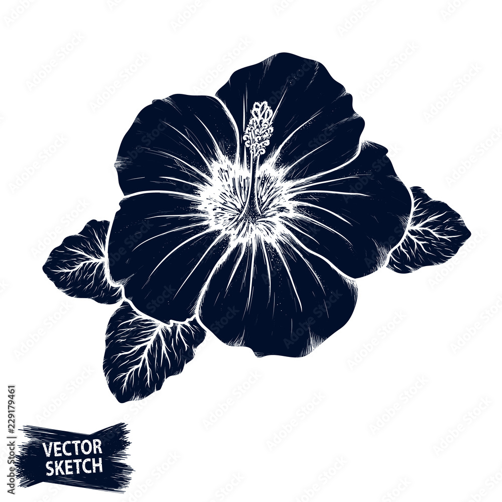 Hibiscus flower sketch. Tropical plant doodle. Floral scrawl. Scribble ...
