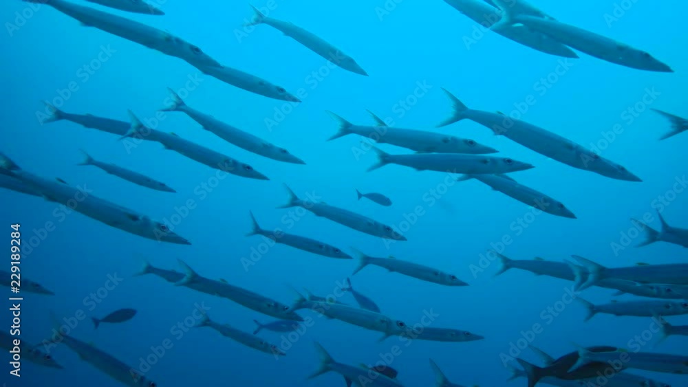 Large school of Barracudas swim in the blue water. Bigeye Barracuda ...