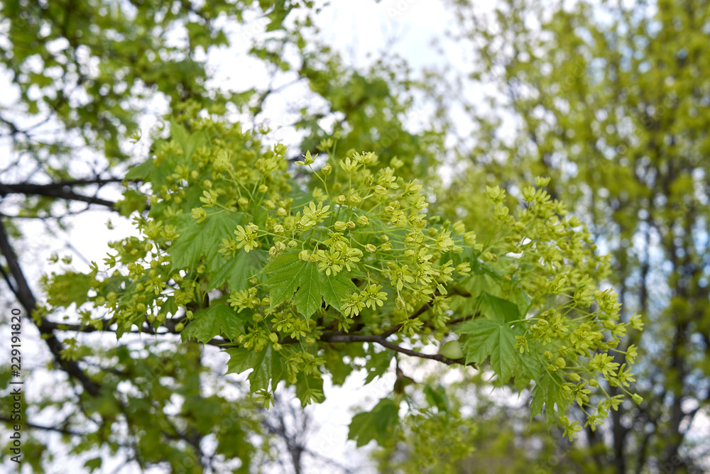 Acer platanoides Stock Photo | Adobe Stock