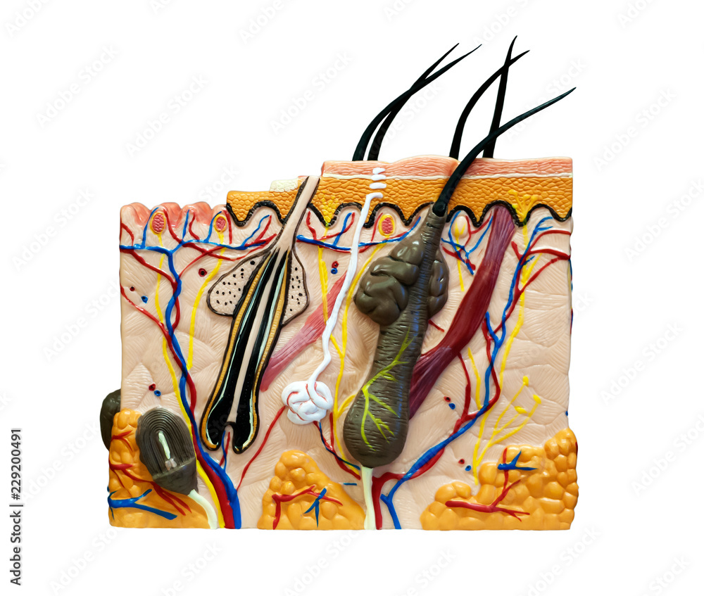 study guide - human skin structure isolated on white background.. Stock ...