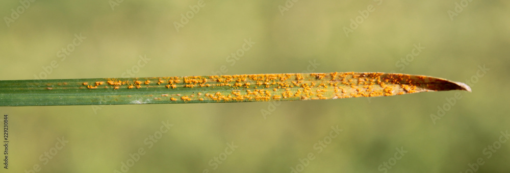 Symptoms of Wheat leaf rust caused by Puccinia rust fungus Stock Photo ...