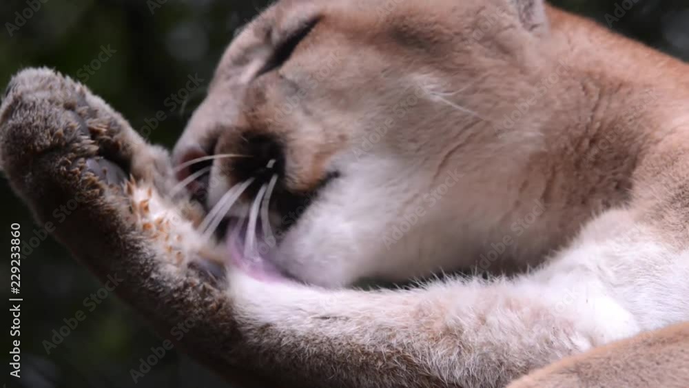 Close up of a Puma cleaning the paw scene. The animal passes the head ...
